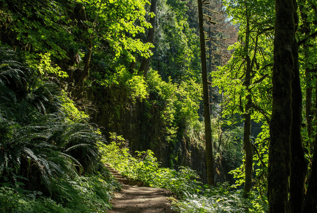 In the Realm of Nature | The Reser