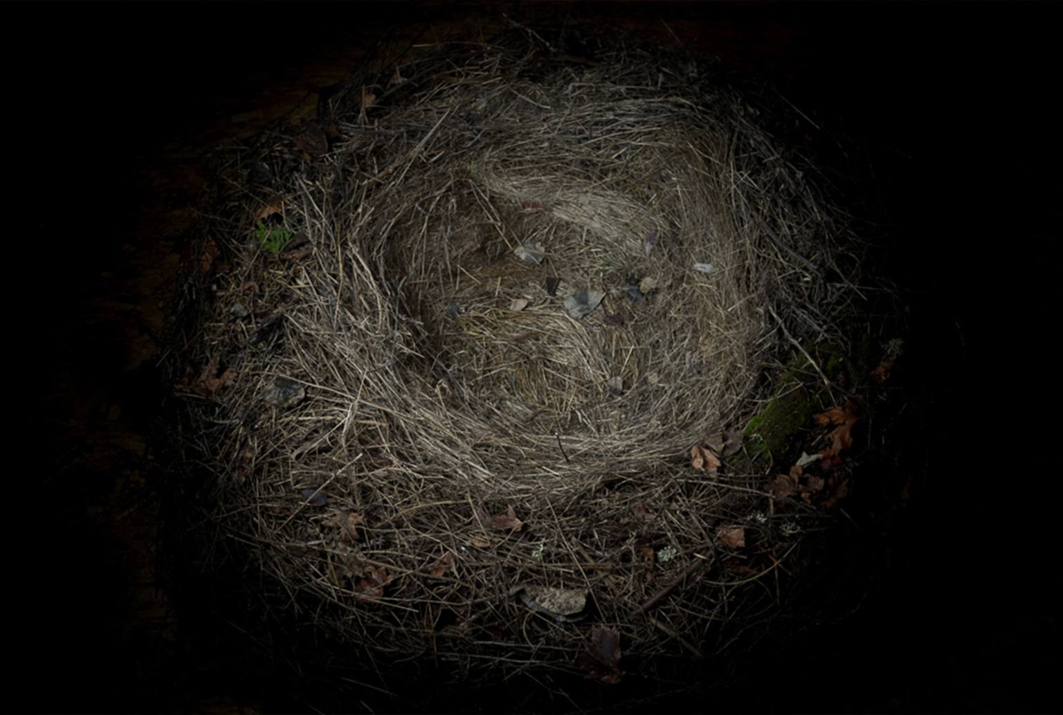 Nestbuilding Workshop | The Reser